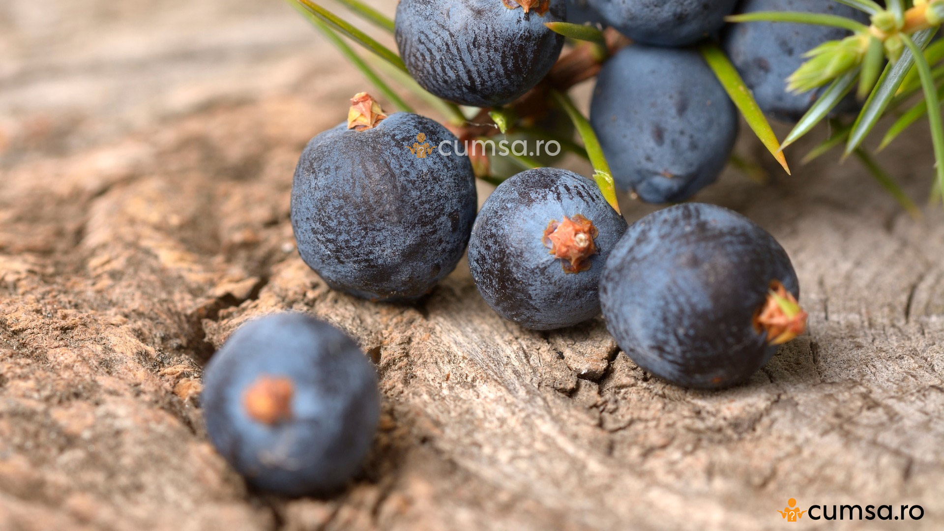 Cum sa folosesti ienuparul. Beneficii, proprietati, utilizare si ...
