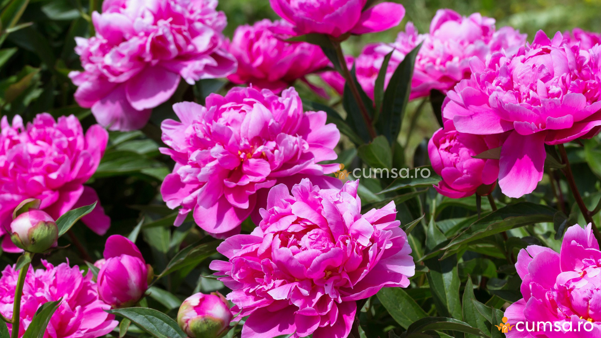 Ingrijirea bujorilor iarna. Cum sa faci asta si cand trebuie ...