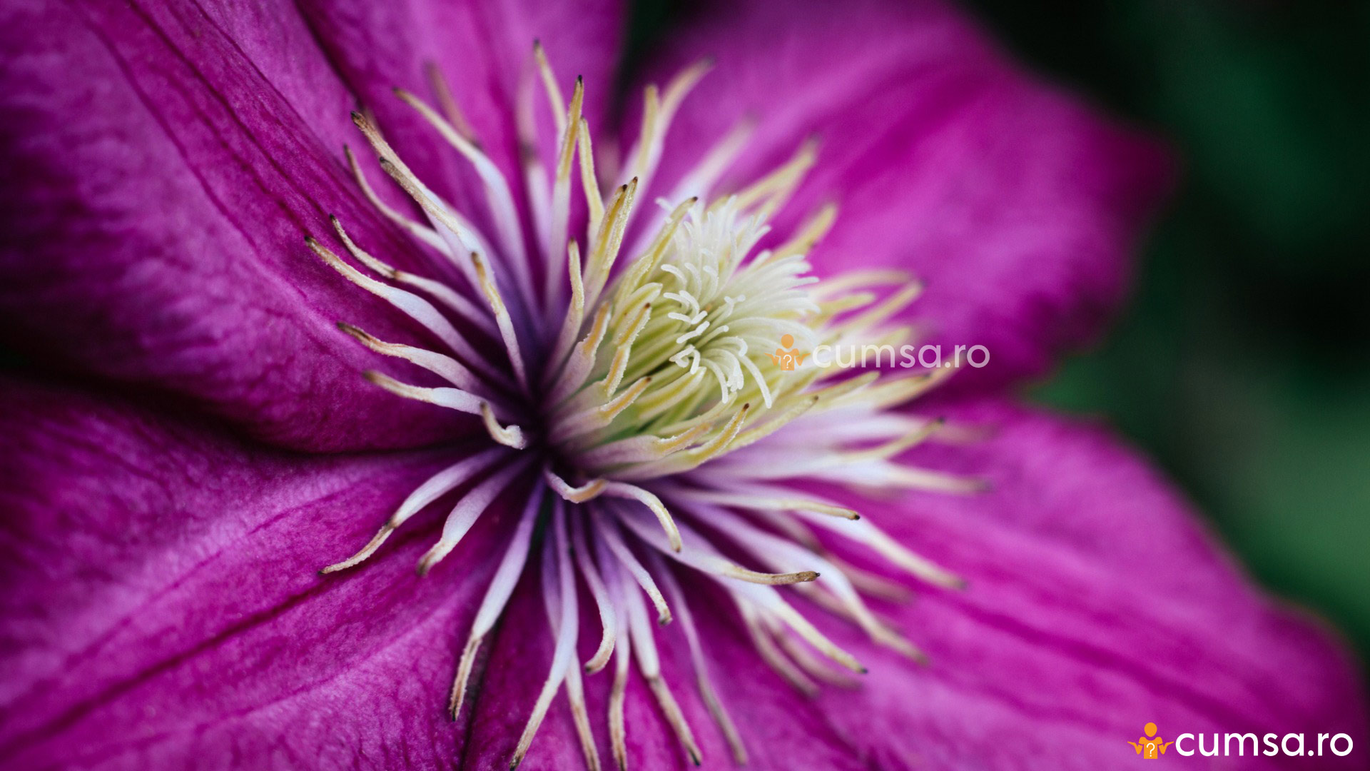 Ingrijirea clematitelor iarna. Cum sa protejezi plantele in sezonul ...