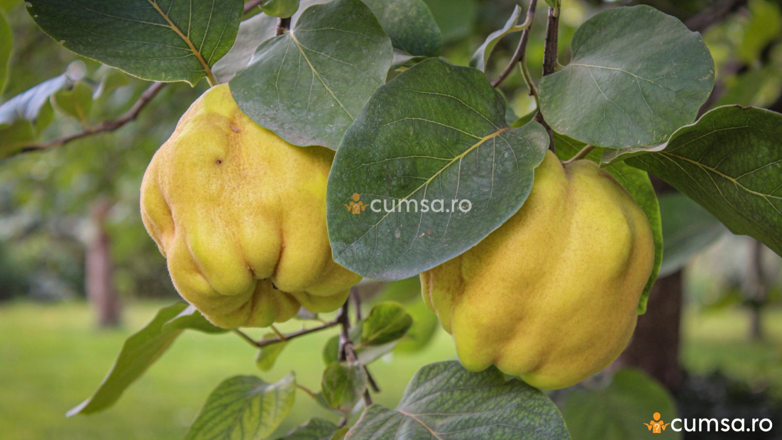 Frunze de gutui. Cum sa le folosesti si ce beneficii au - cumsa.ro