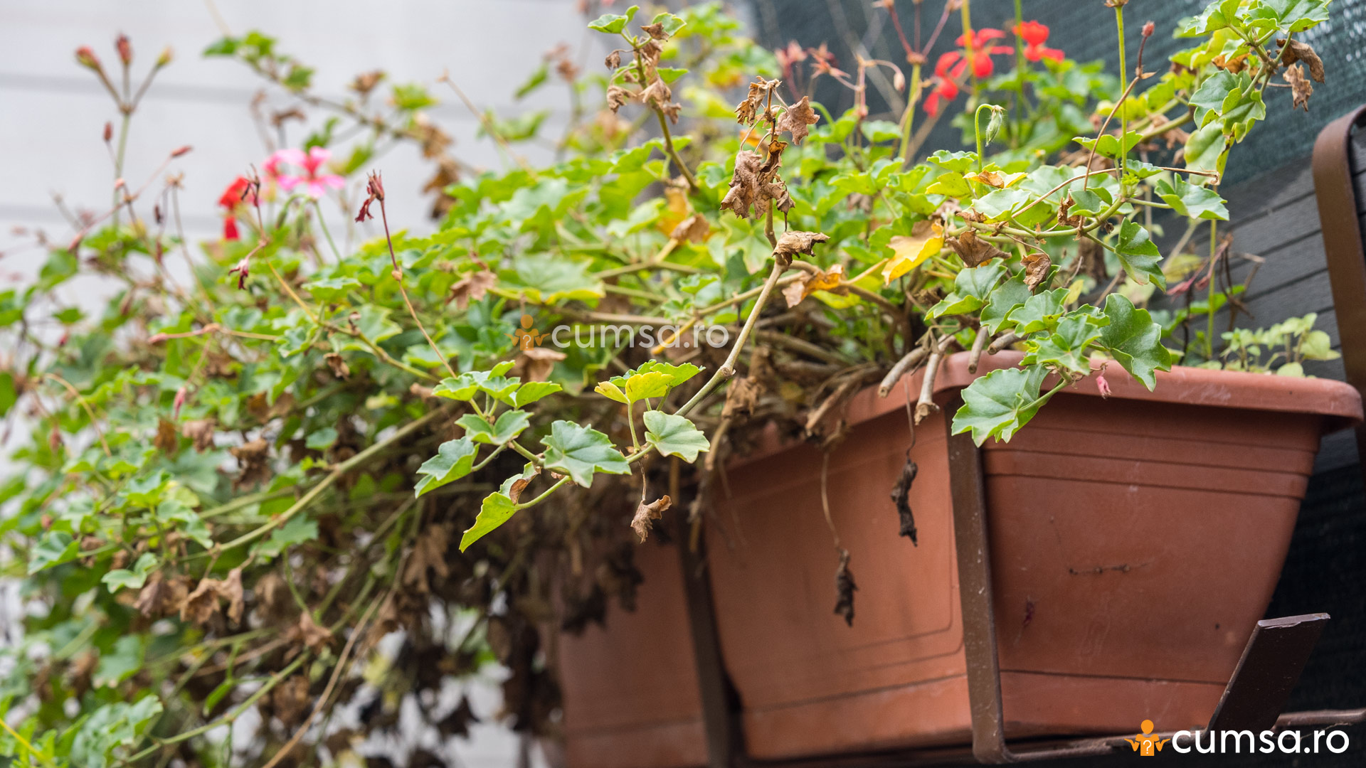 Ingrijirea muscatelor tiroleze iarna. Cum sa protejezi florile in ...