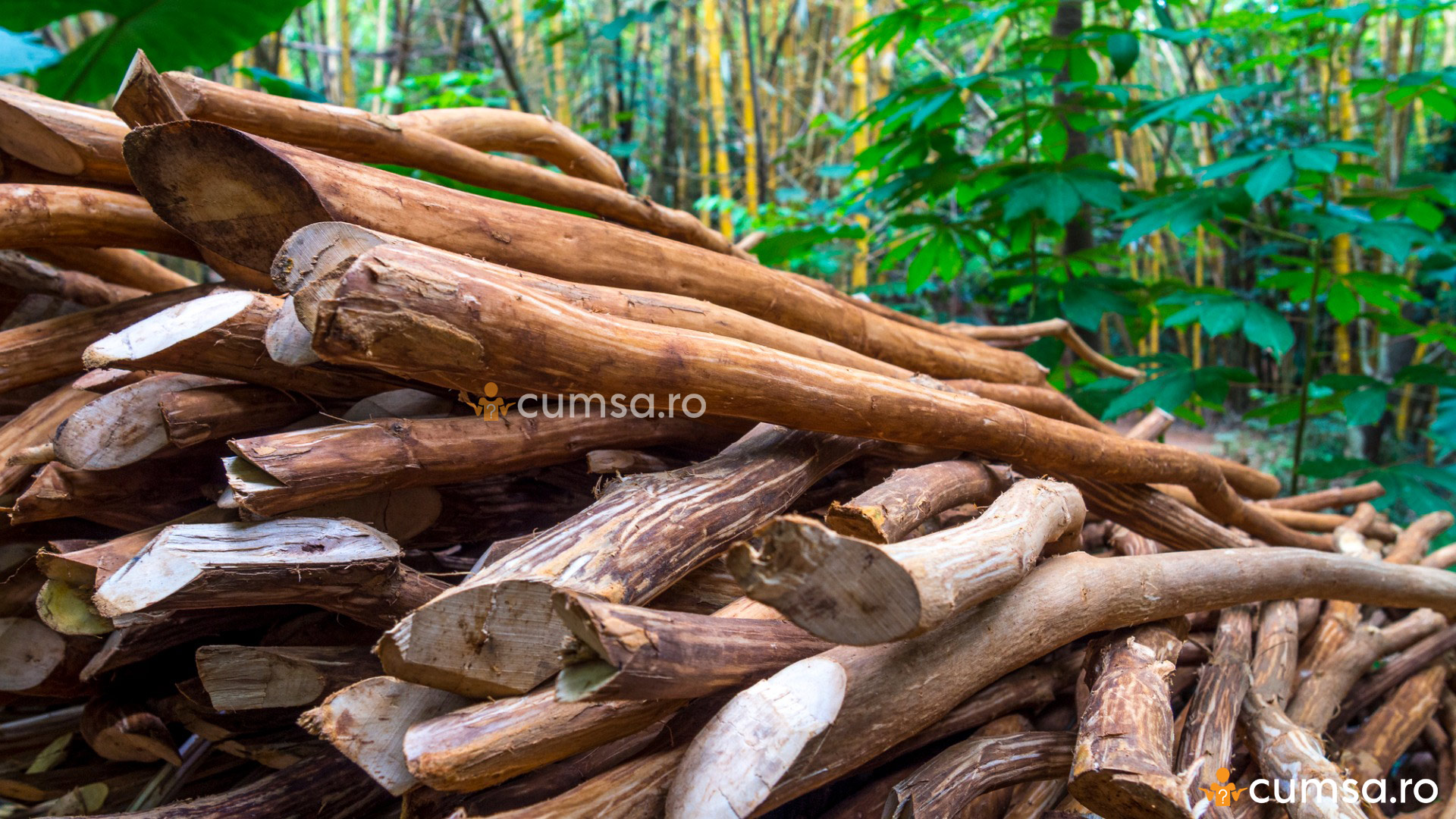 Cum sa folosesti scortisoara. Proprietati, beneficii, utilizare si ...
