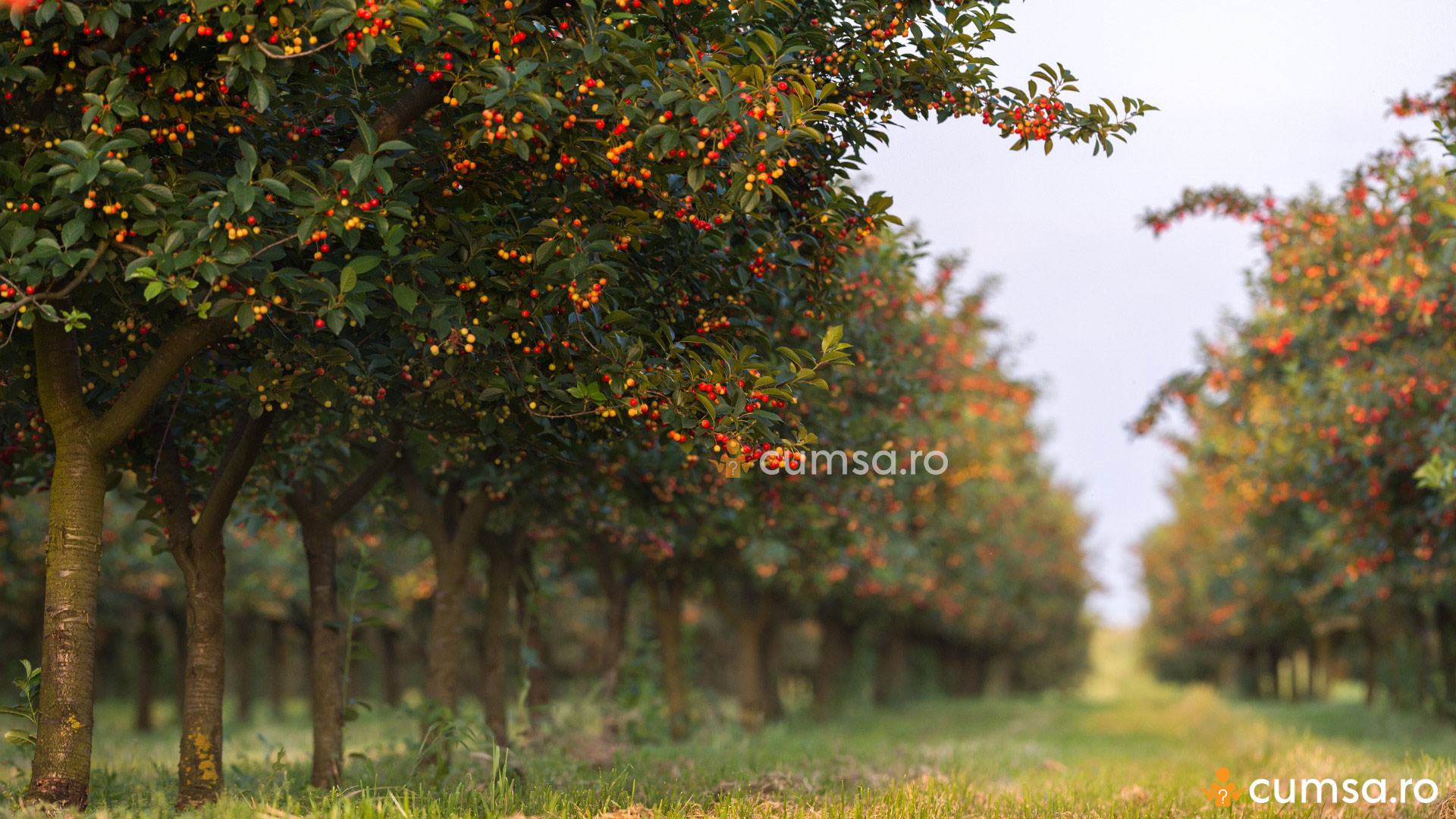 Cum sa plantezi ciresul. Reguli esentiale pentru ca acesta sa se prinda ...