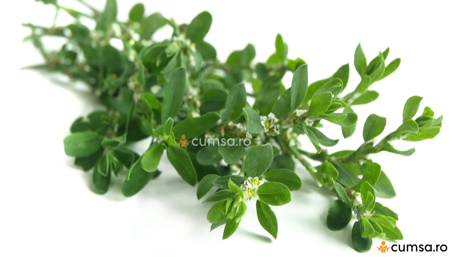 Cum sa folosesti troscotul. Beneficii, proprietati, utilizare si ...