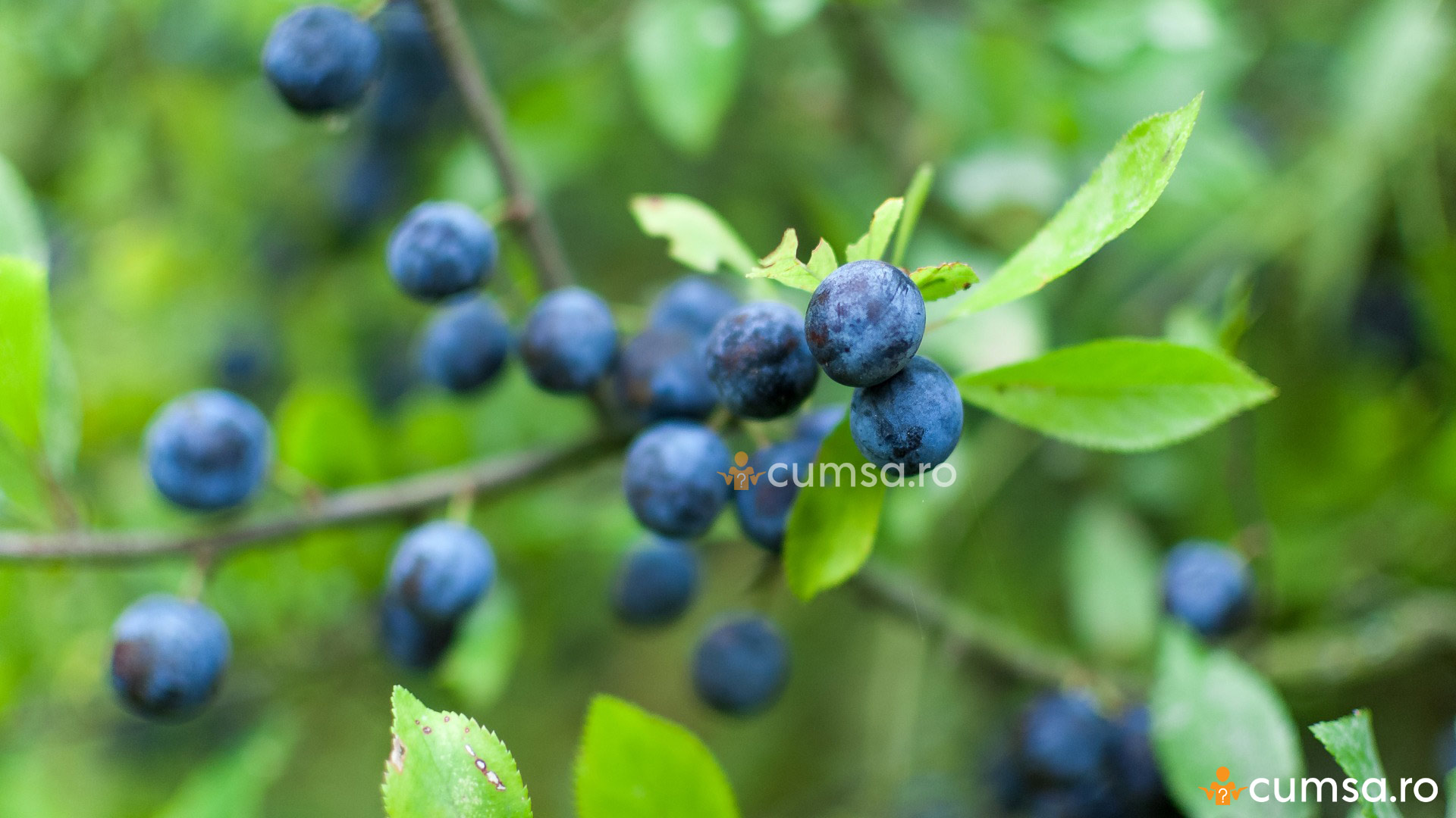 Cum sa folosesti porumbarul. Beneficii, proprietati, utilizare ...