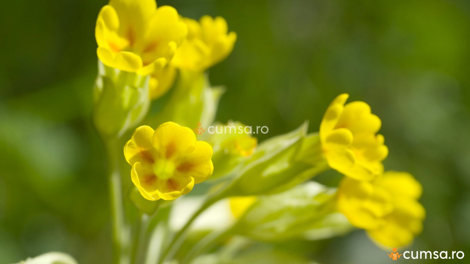 Cum sa folosesti ciubotica-cucului. Beneficii, proprietati, utilizare ...