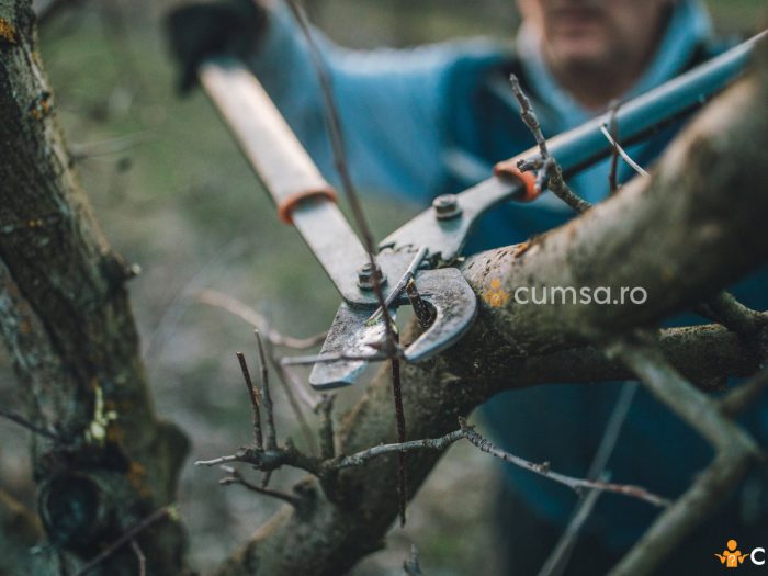 Tratamente bio pentru pomi fructiferi. Cum sa prepari solutia - cumsa.ro