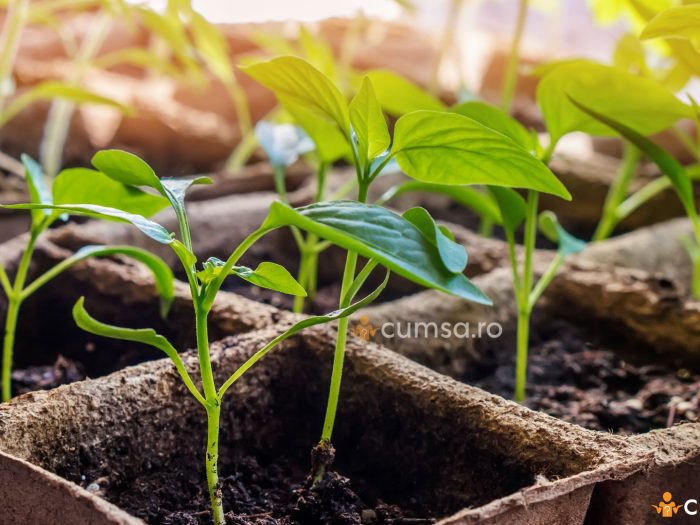 Cum sa folosesti nisip pentru a avea rasaduri sanatoase - cumsa.ro