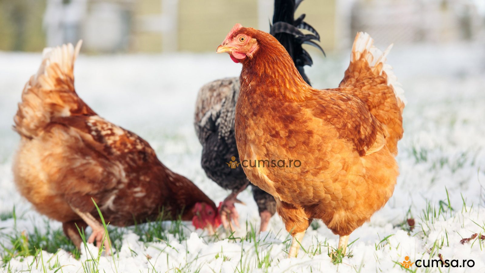 Cum sa ingrijesti gainile iarna. Masuri pentru sezonul rece - cumsa.ro