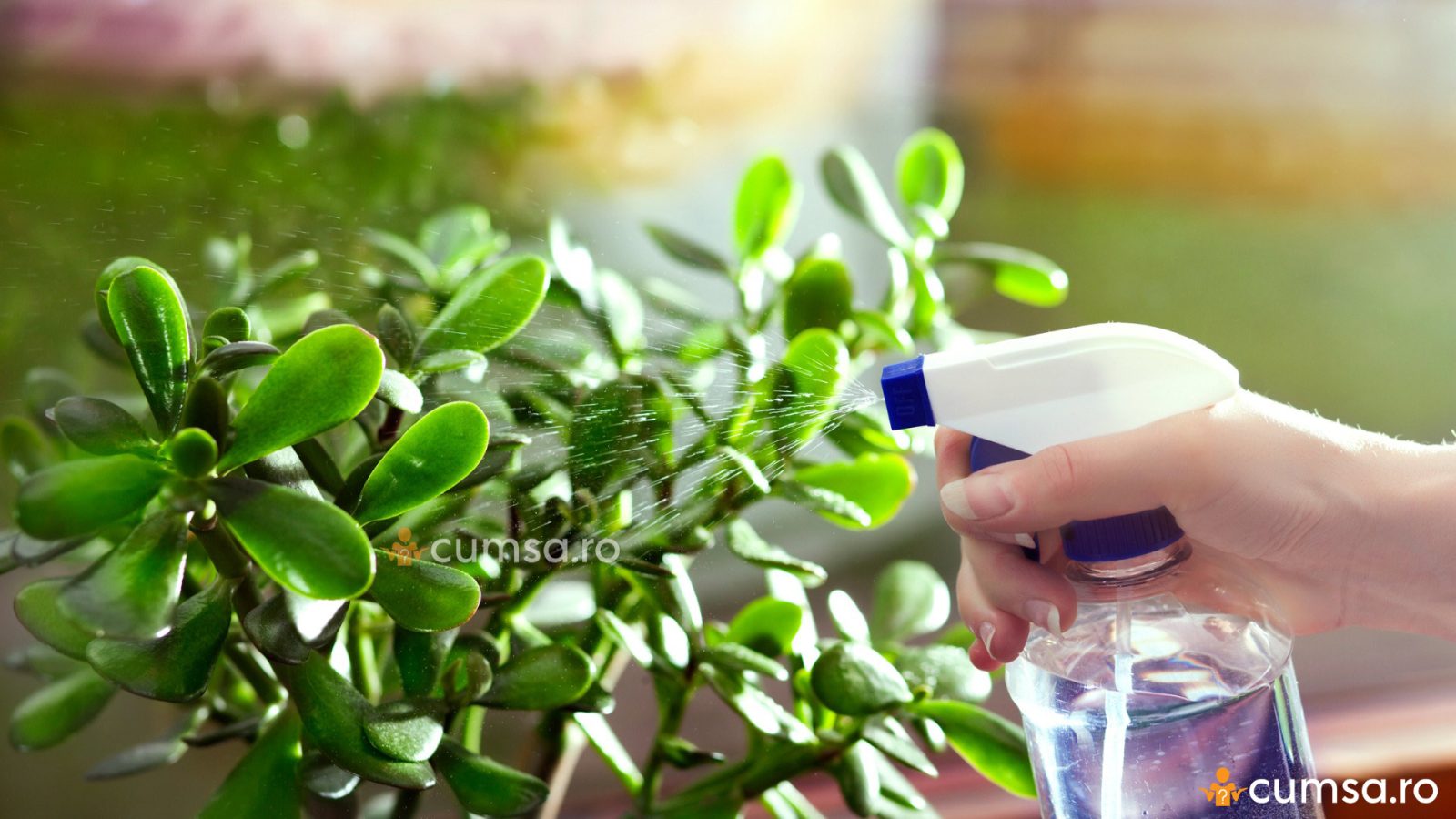 Cum sa ingrijesti planta banilor. Ce este, ce beneficii aduce - cumsa.ro