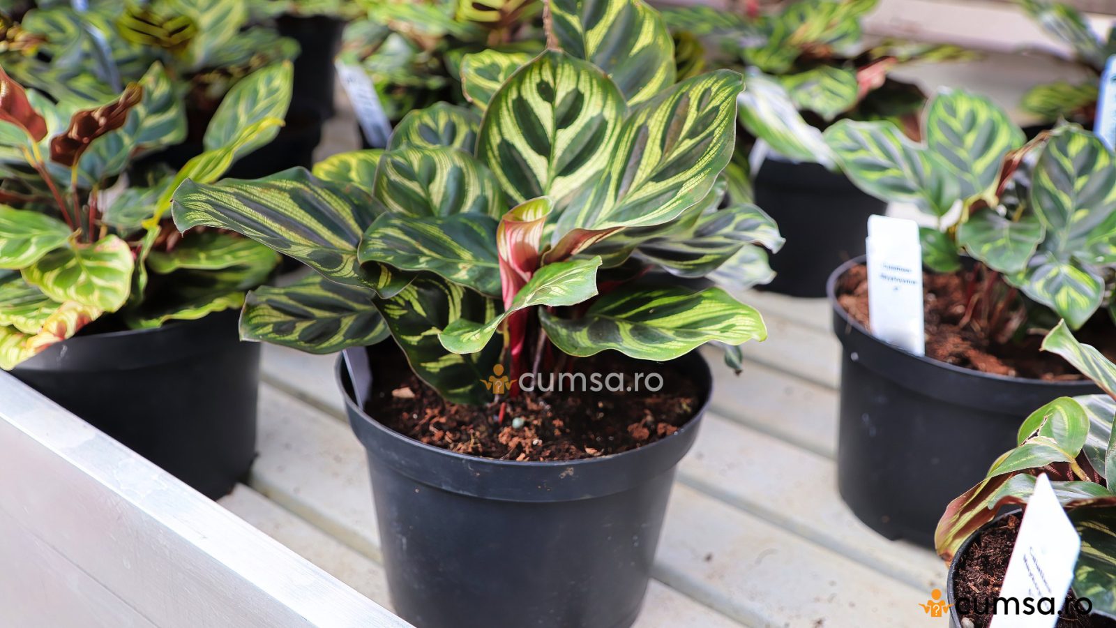 Cum sa ingrijesti Calathea, in mod corect - cumsa.ro