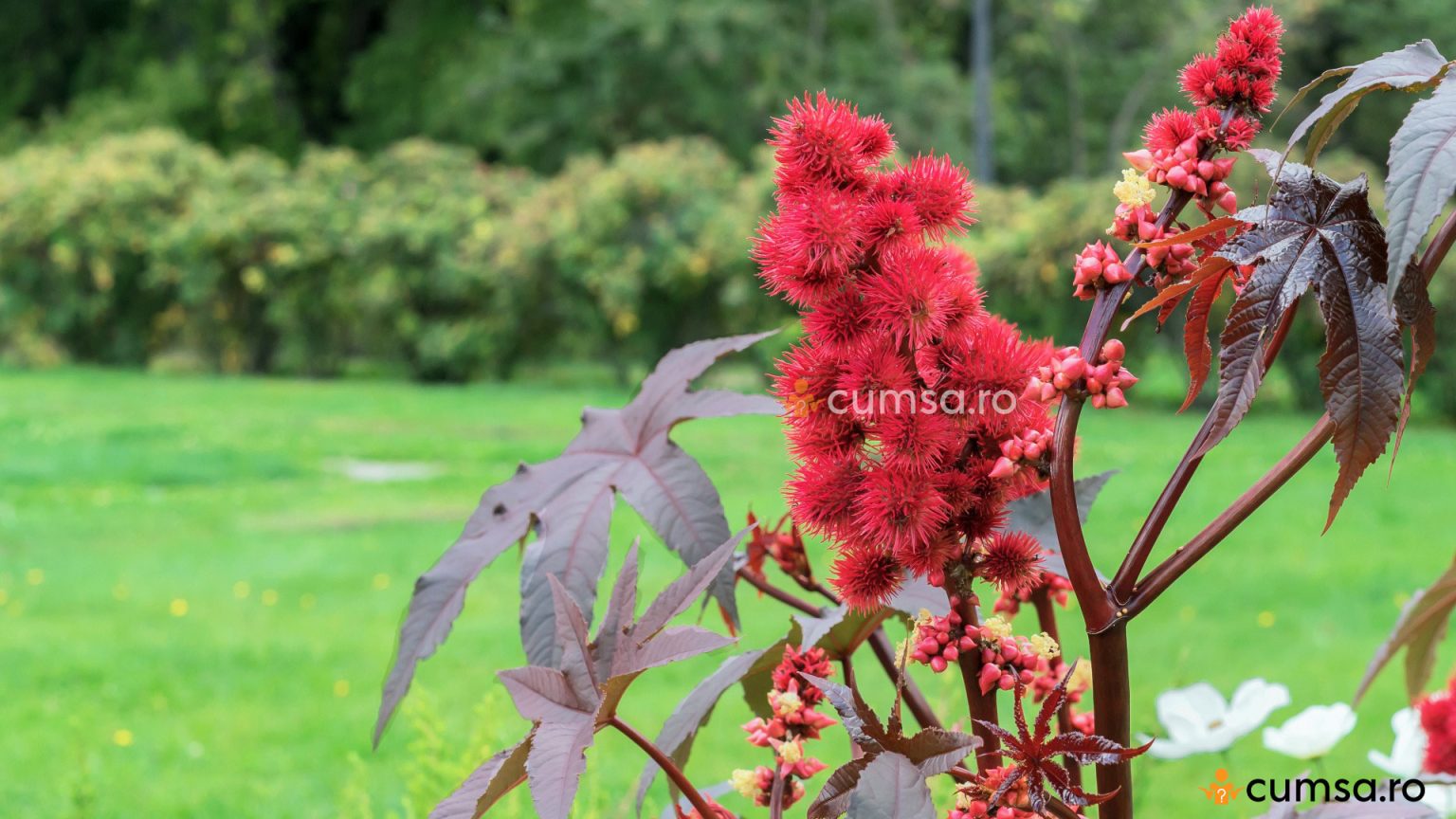 Cum sa folosesti uleiul de ricin. Proprietati, beneficii, utilizare si ...