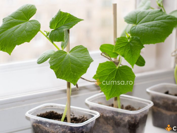 Cum sa faci copilirea castravetilor din gradina sau solar - cumsa.ro