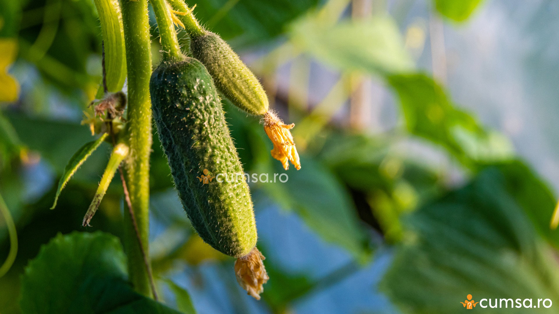Cultivarea castravetilor in ghiveci. Cum sa ii cultivi in casa, soiuri ...