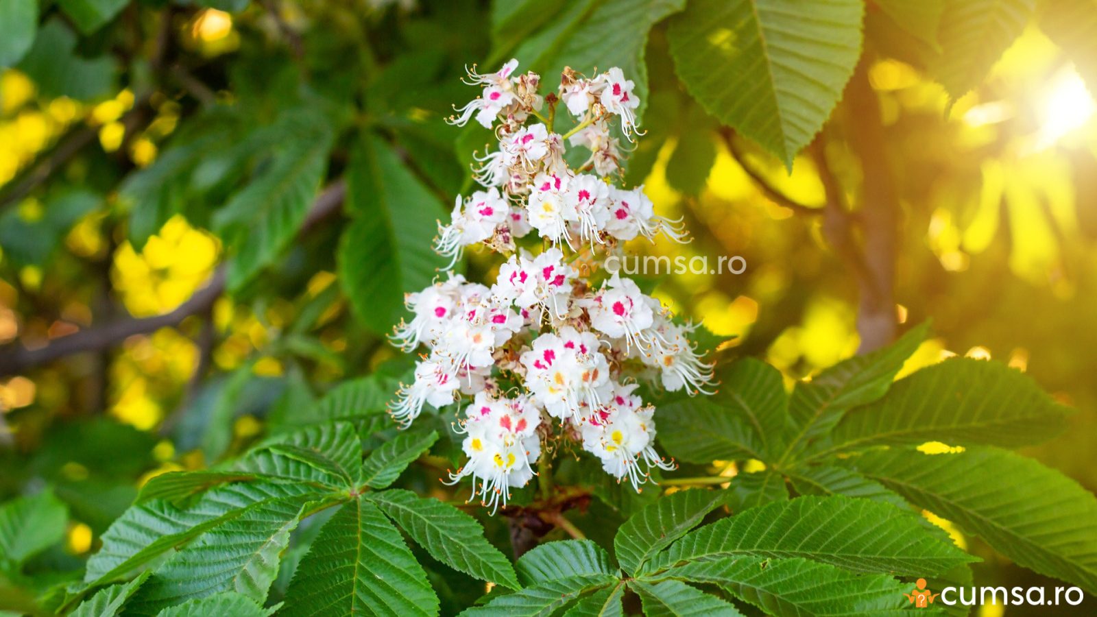 Castan comestibil. Cum sa il plantezi si sa il ingrijesti - cumsa.ro