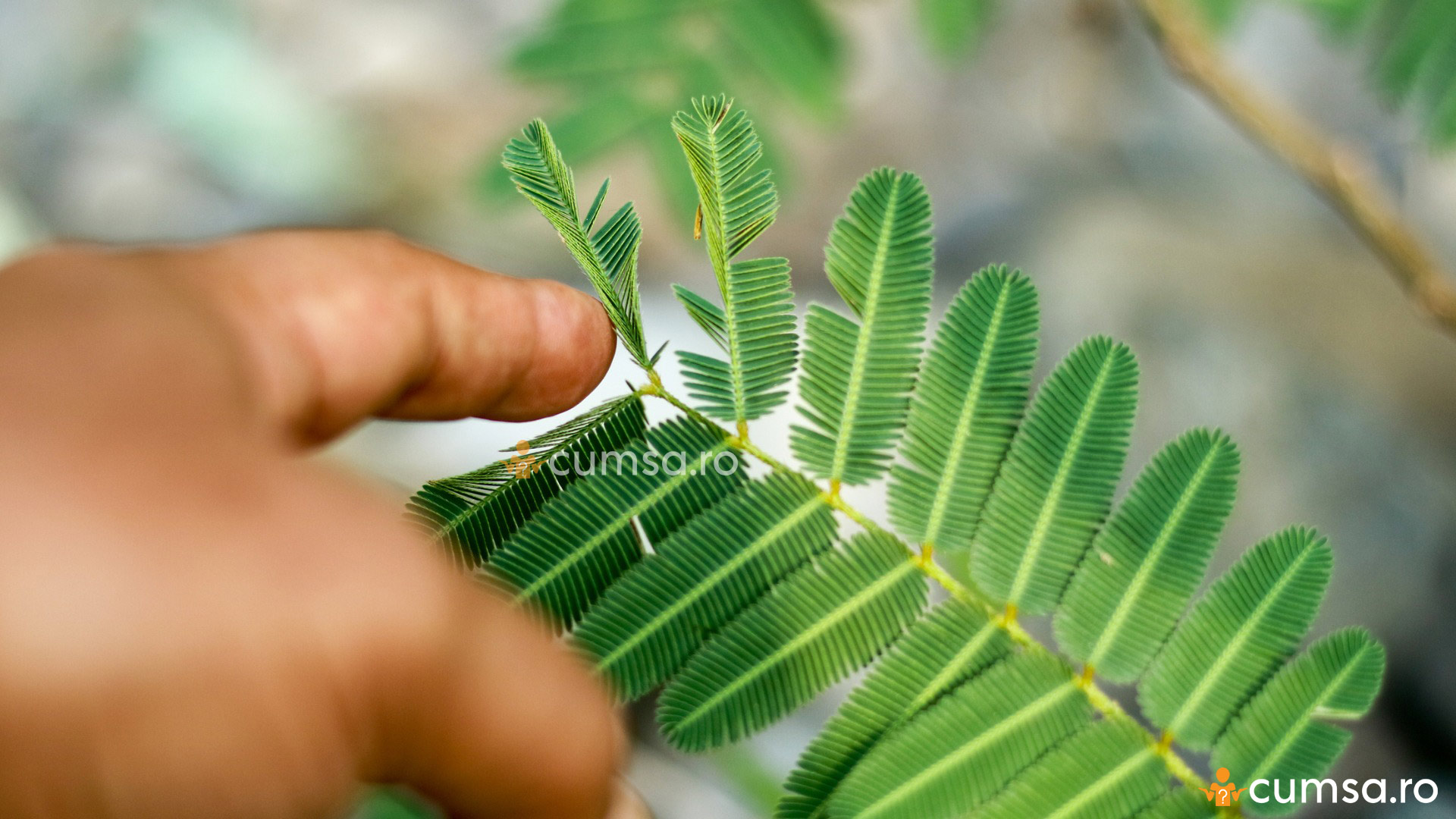 Cum sa cresti mimoza. Inmultire, ingrijire, boli si daunatori - cumsa.ro