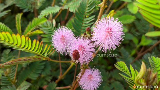 Cum sa cresti mimoza. Inmultire, ingrijire, boli si daunatori - cumsa.ro