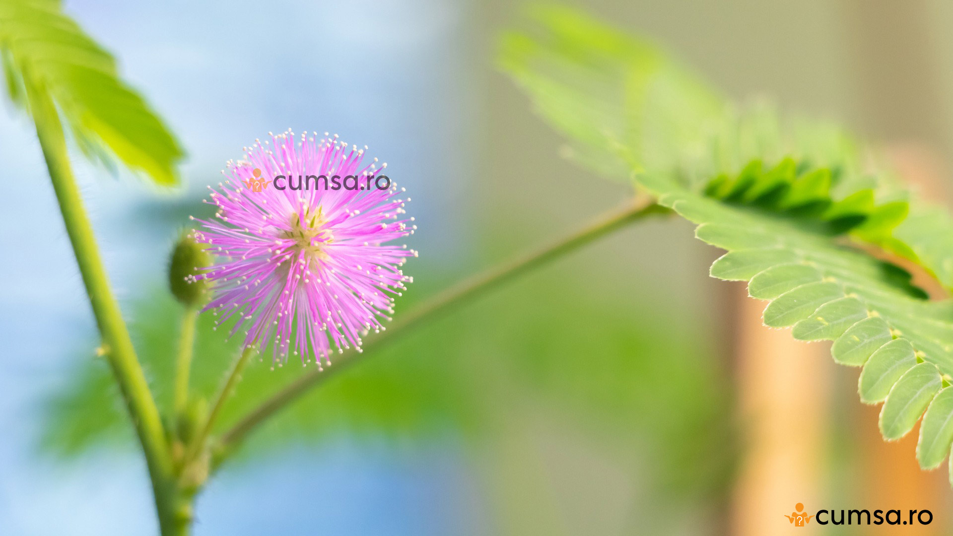 Cum sa cresti mimoza. Inmultire, ingrijire, boli si daunatori - cumsa.ro