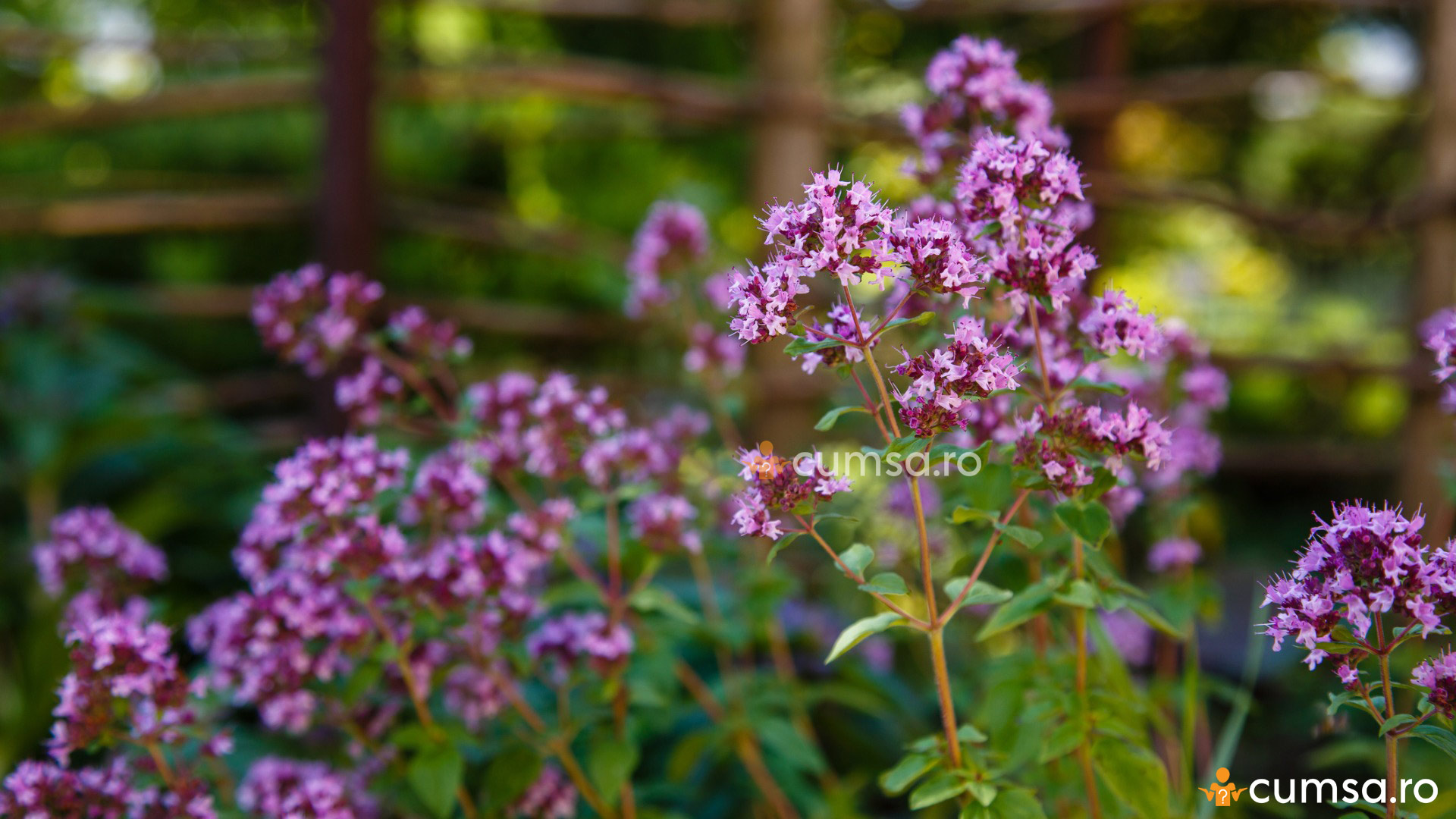 Cum sa folosesti uleiul de oregano salbatic. Proprietati, beneficii ...