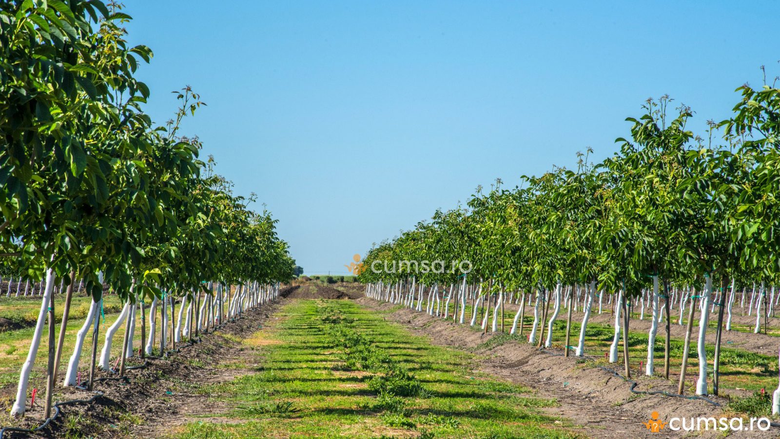 Cum sa infiintezi o livada de nuci. Ce trebuie sa stii - cumsa.ro