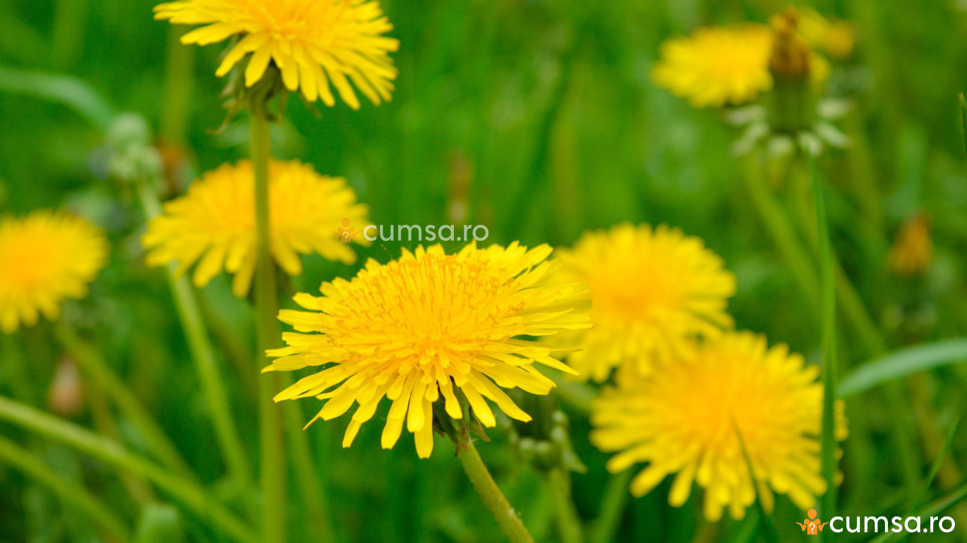 Cum sa slabesti cu papadie si cum sa folosesti planta - cumsa.ro