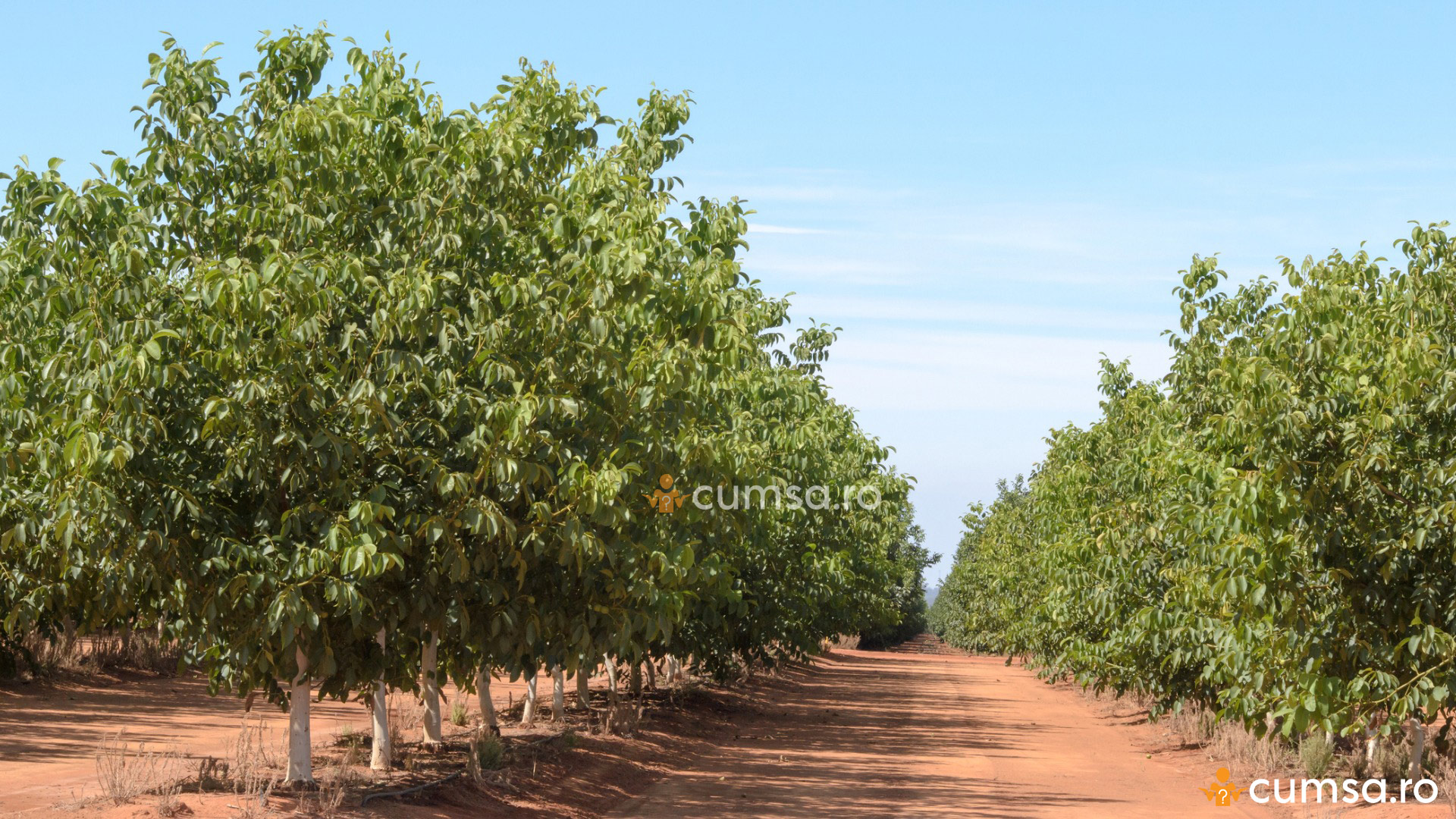 Cum sa infiintezi o livada de nuci. Ce trebuie sa stii - cumsa.ro