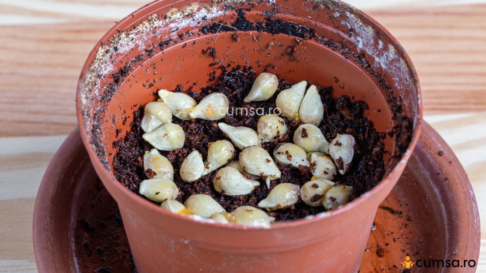 Plantare portocal din seminte. Cum sa il cresti din samburii fructelor ...