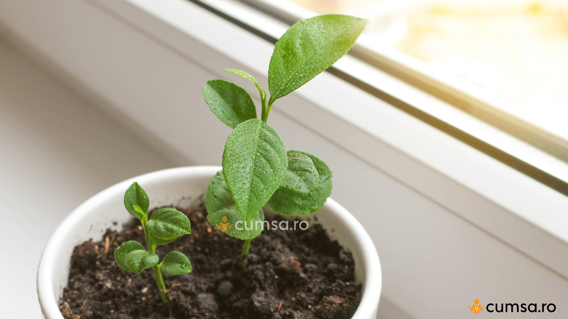 Plantare portocal din seminte. Cum sa il cresti din samburii fructelor ...