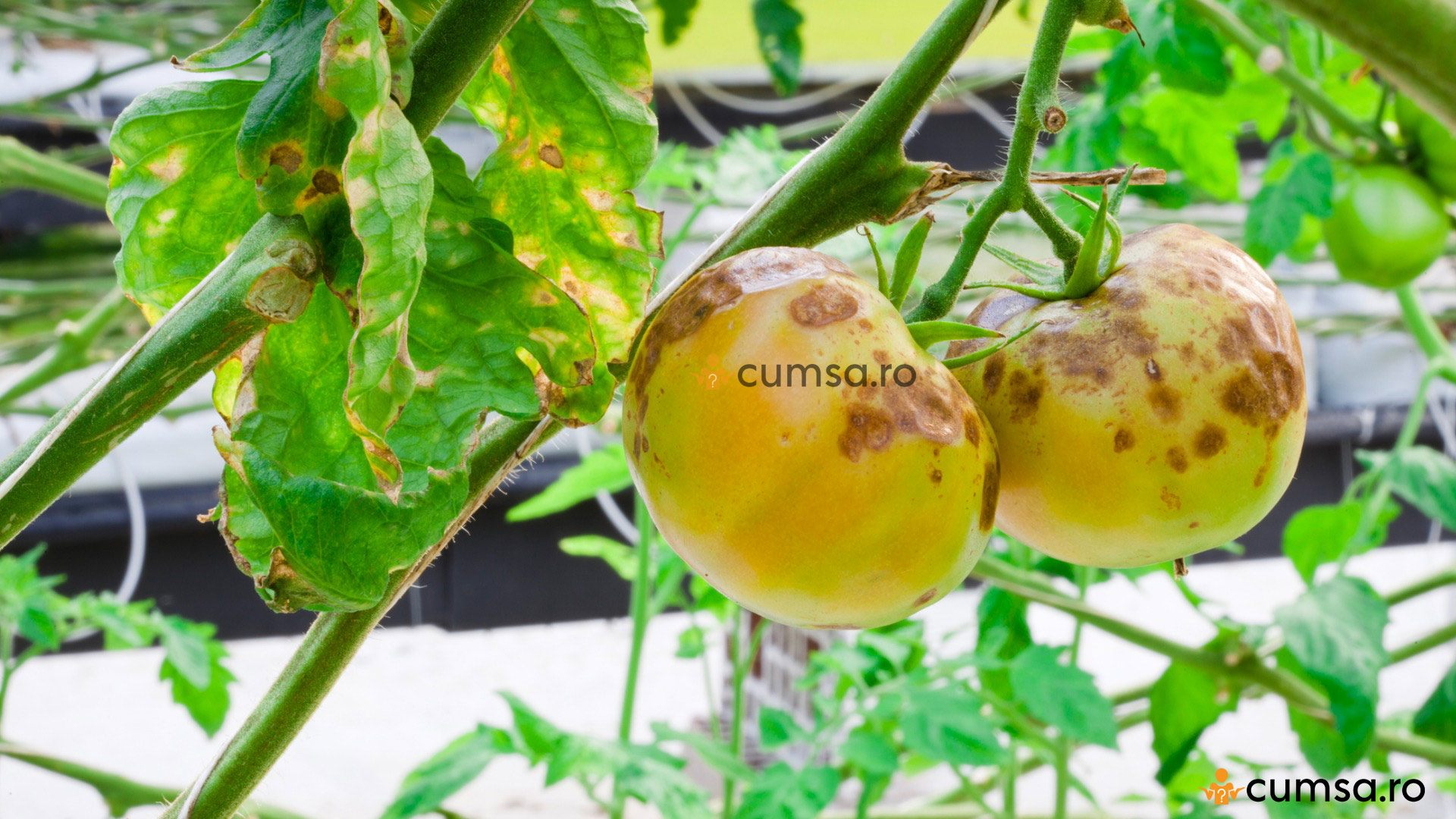 Cum sa combati putregaiul cenusiu la tomate (Botrytis Cinerea). Ce ...