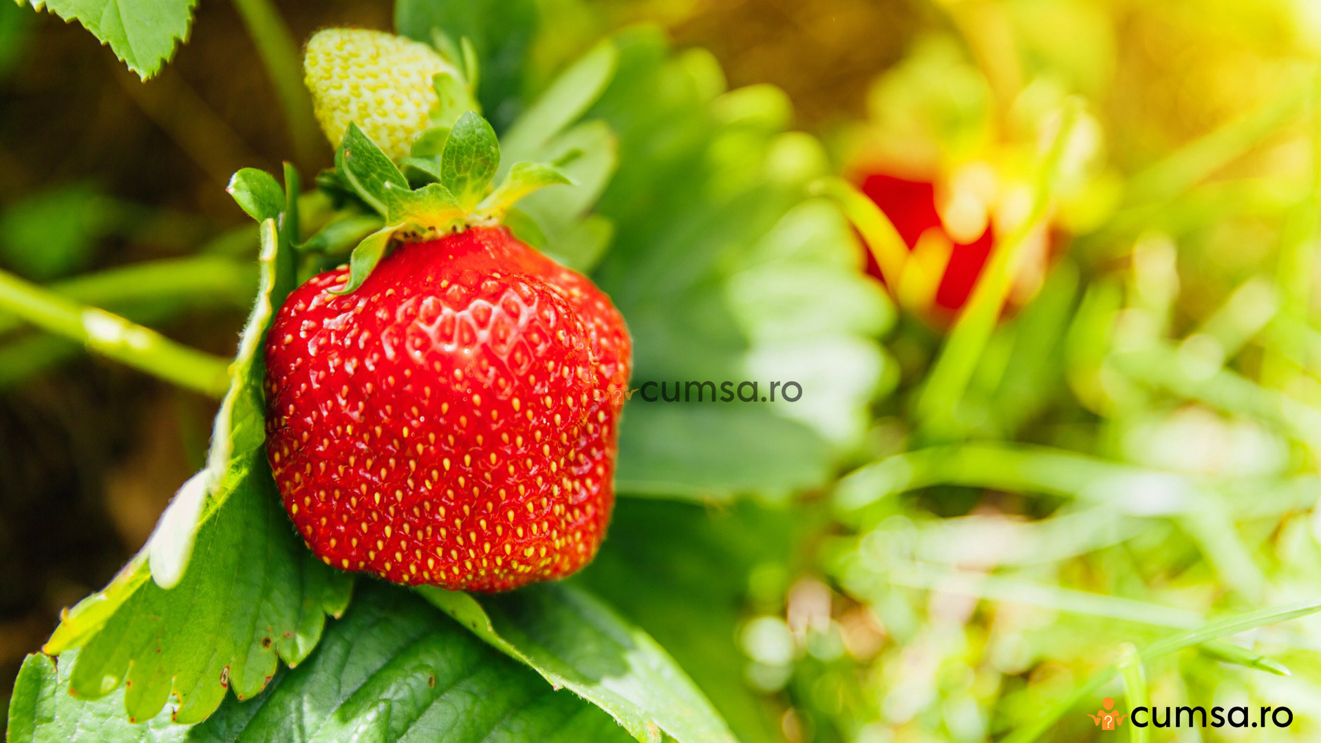 Cum sa faci un ingrasamant pentru capsuni cu amoniac - cumsa.ro