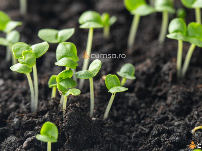 Cum sa folosesti cenusa pentru muscate si la ce ajuta - cumsa.ro