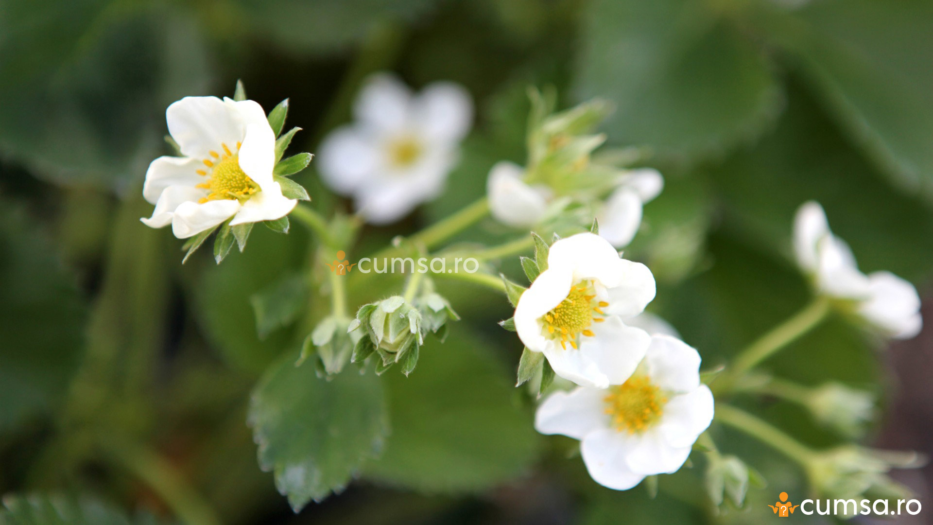 Cum sa faci un ingrasamant pentru capsuni cu amoniac - cumsa.ro