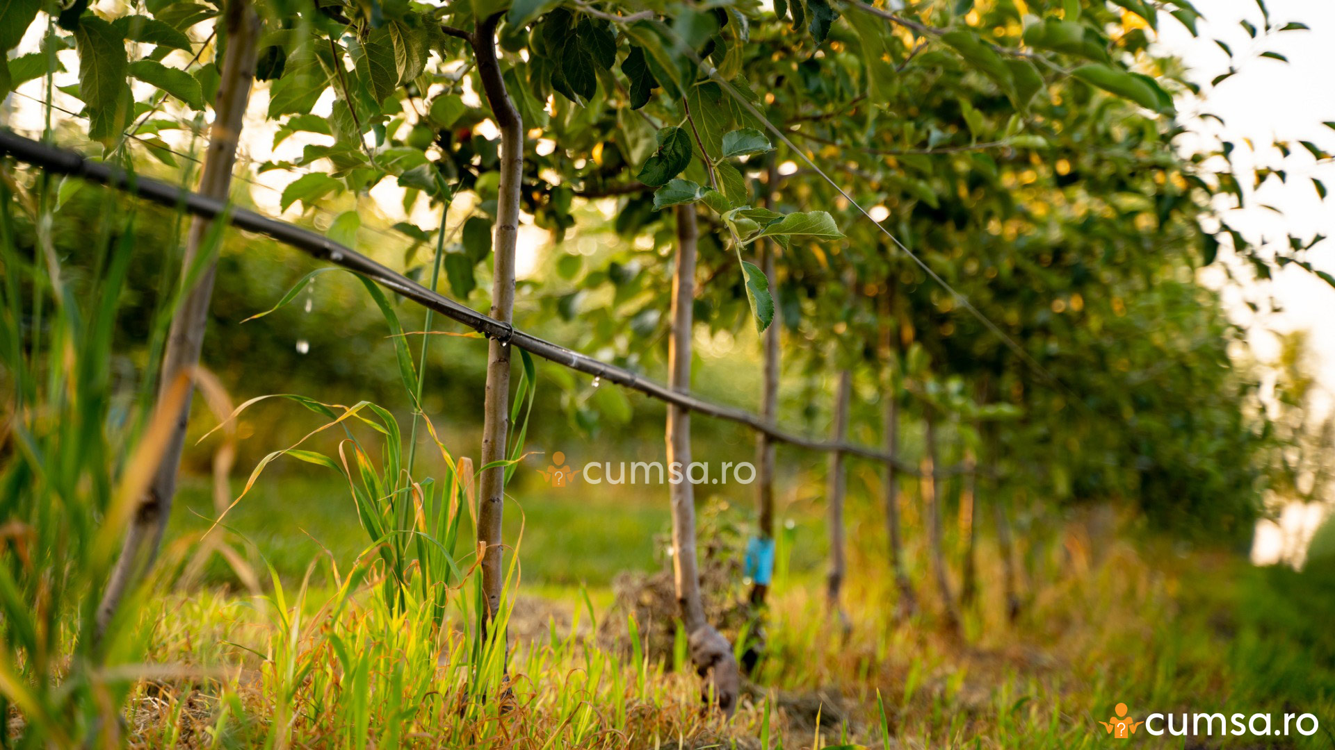 Udarea pomilor fructiferi. Cum sa o faci in functie de speciile ...