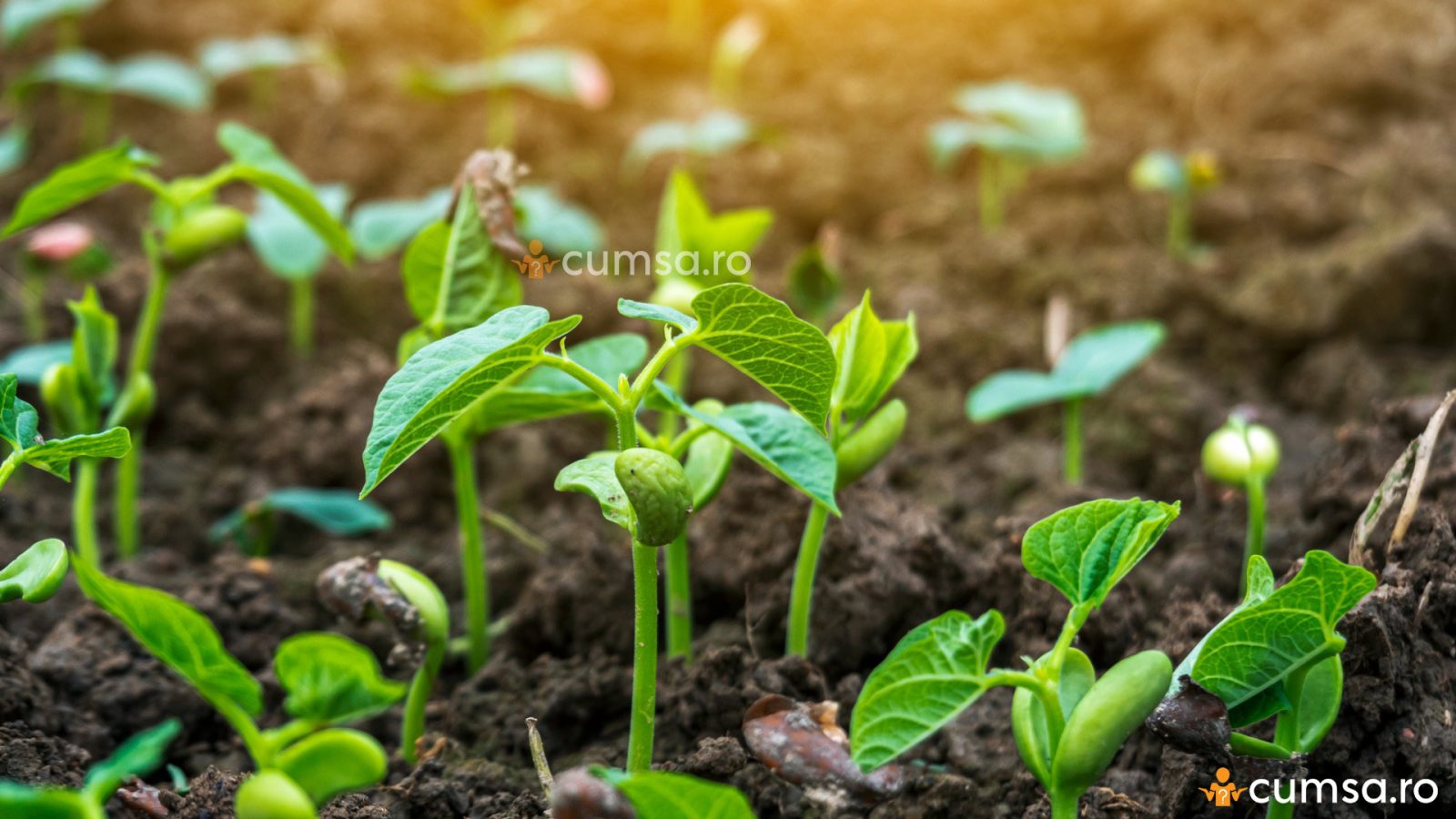 Cum sa folosesti nisip pentru a avea rasaduri sanatoase - cumsa.ro