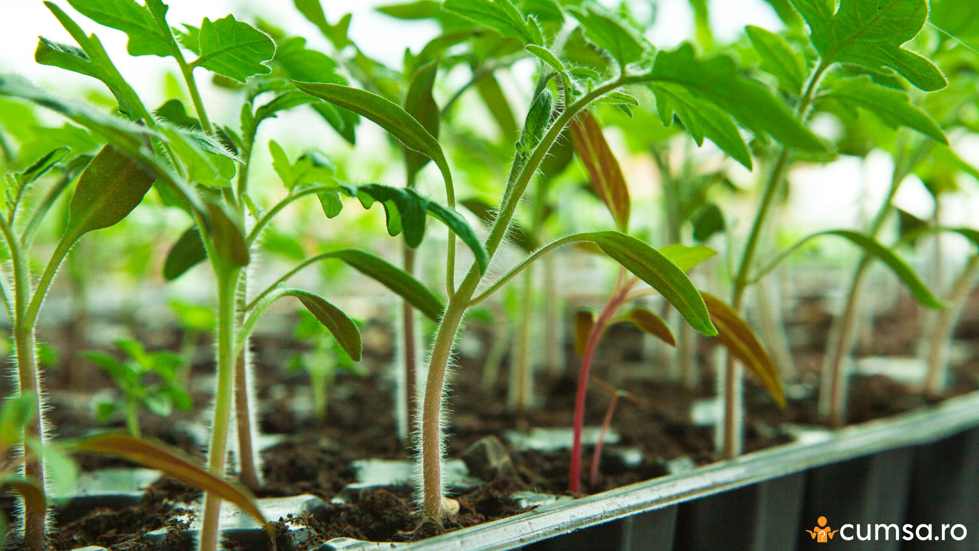 Cum sa previi alungirea rasadurilor si care sunt cauzele - cumsa.ro