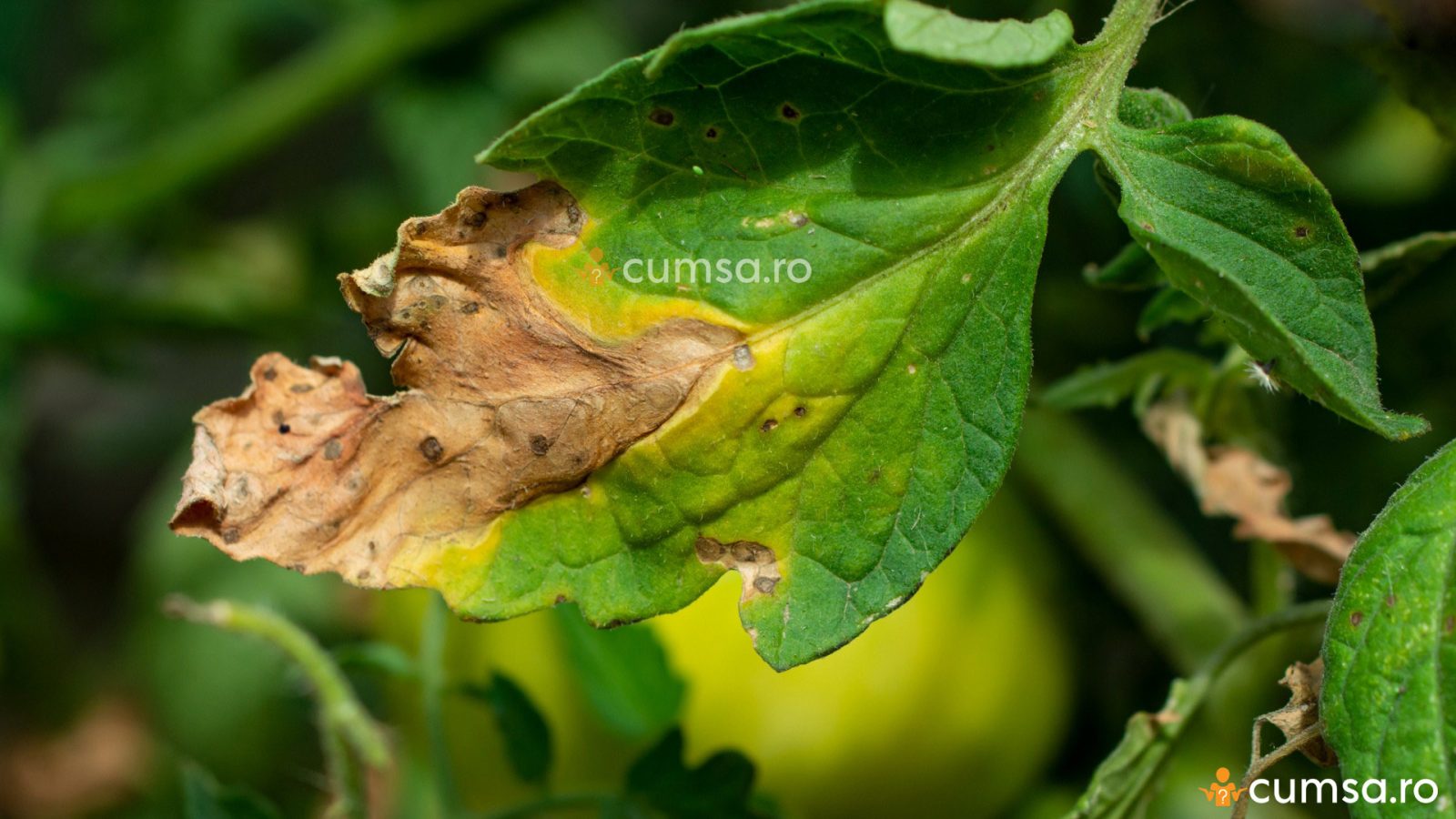 Tratarea rosiilor de mana. Cum sa combati si ce fungicide de contact sa ...