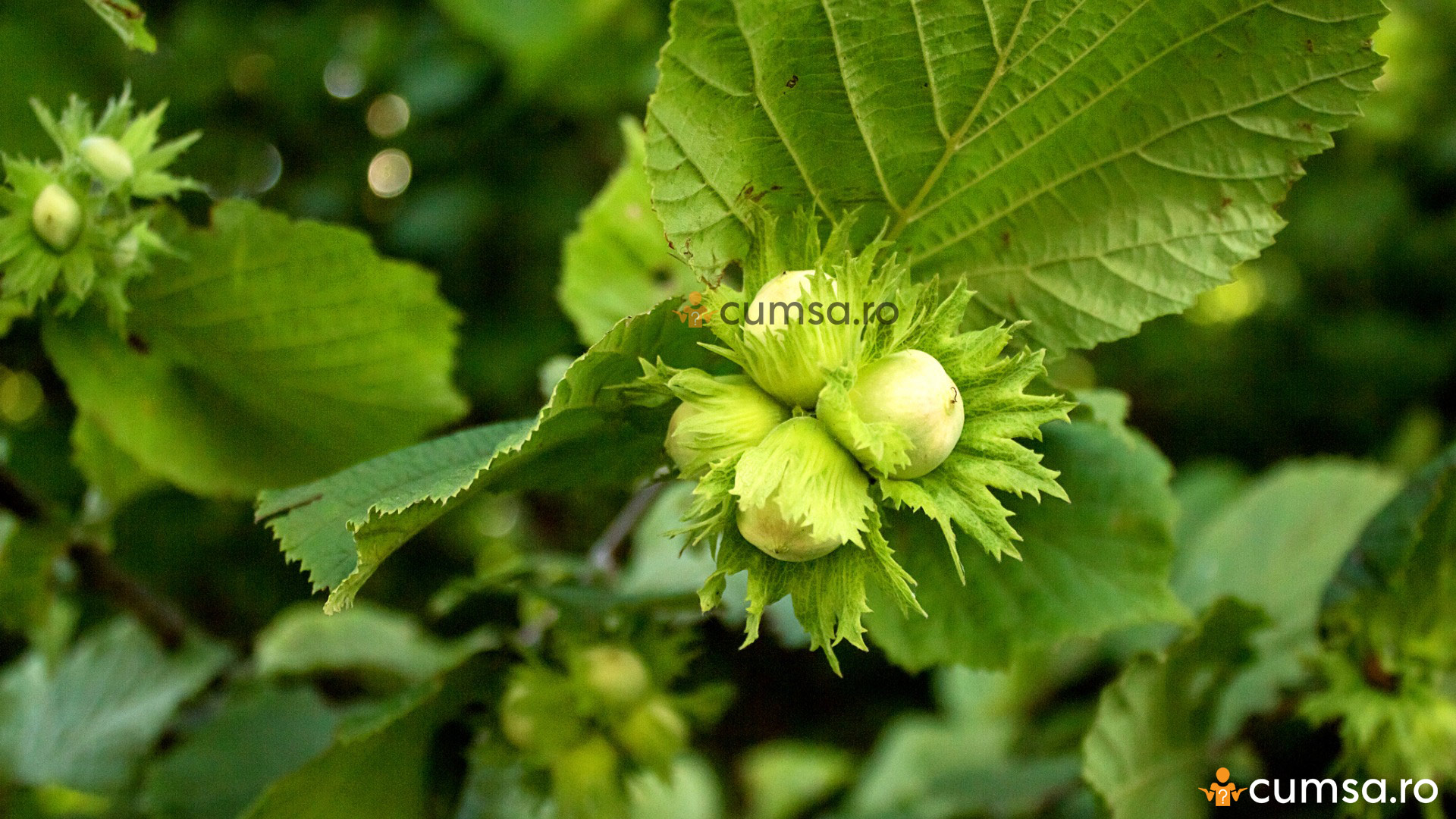 Cum sa combati monilioza alunului si ce tratamente trebuie aplicate ...