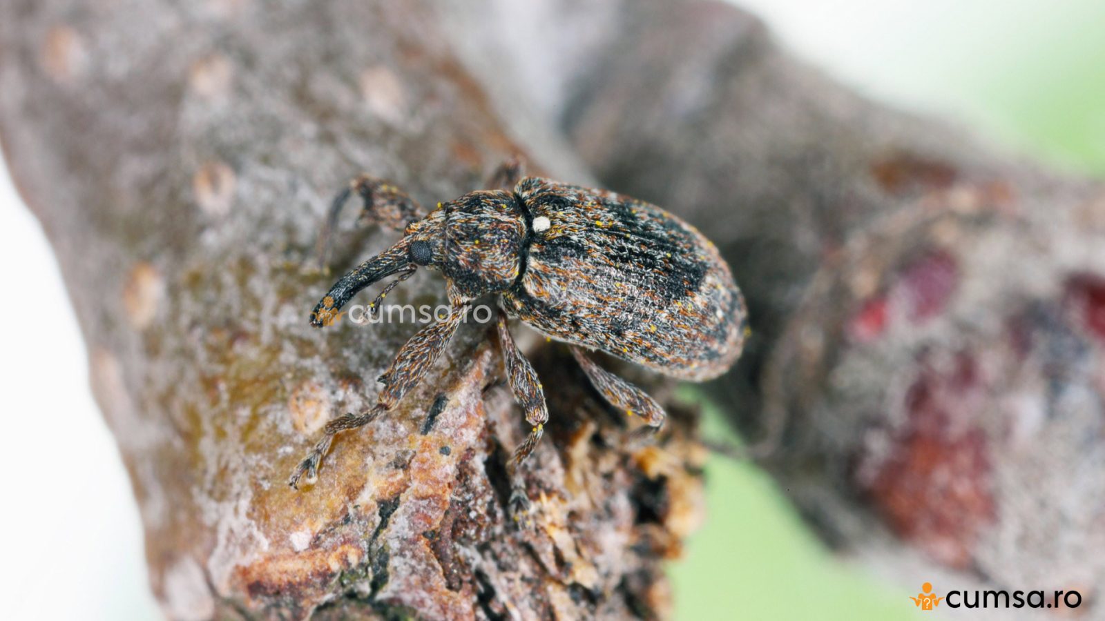 Combatere gargarita florilor de mar. Cum sa scapi de acest daunator ...