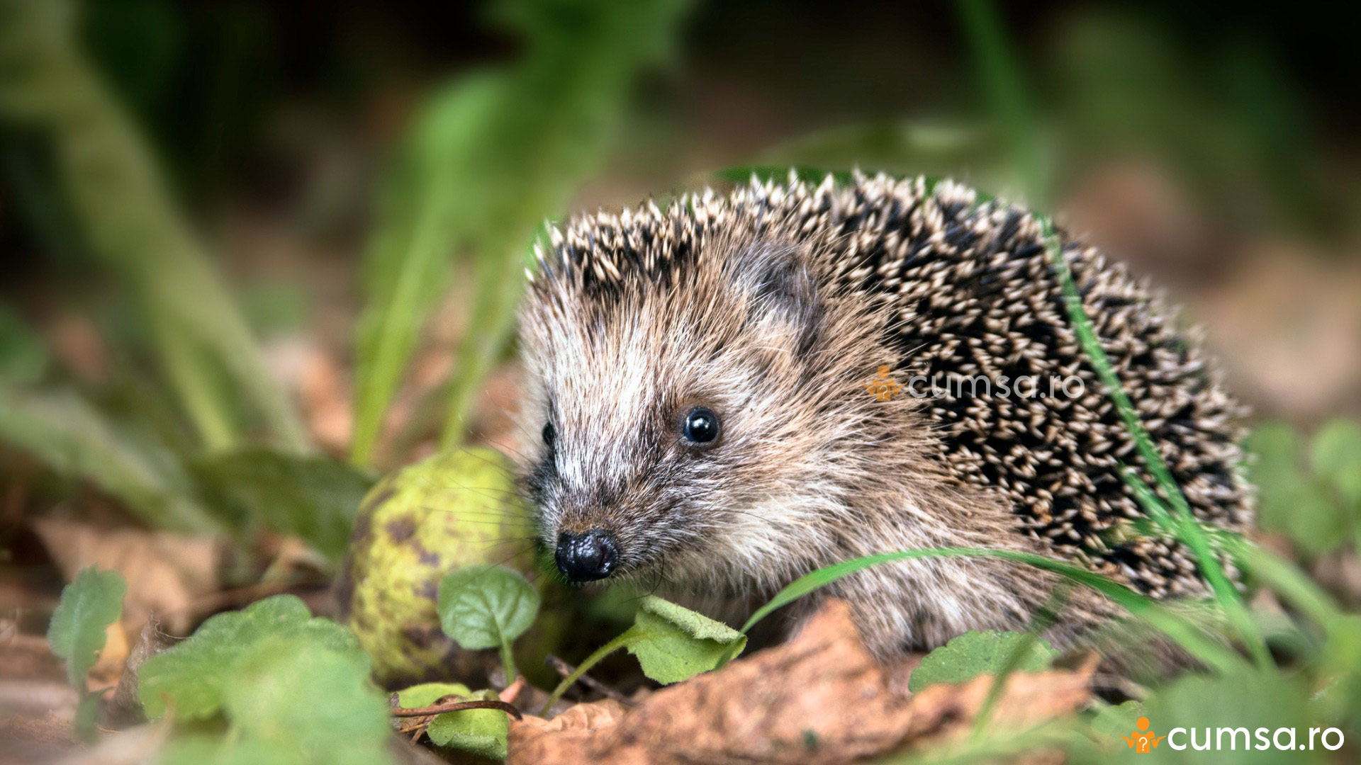 Arici in gradina. Cum sa ii atragi si de ce sunt folositori - cumsa.ro