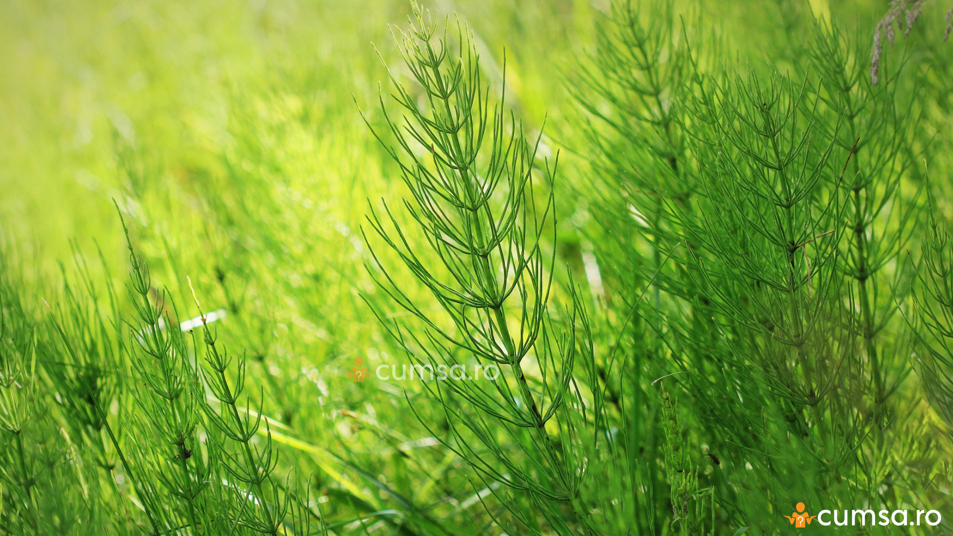 Cum sa folosesti coada calului. Beneficii, proprietati, utilizare si ...