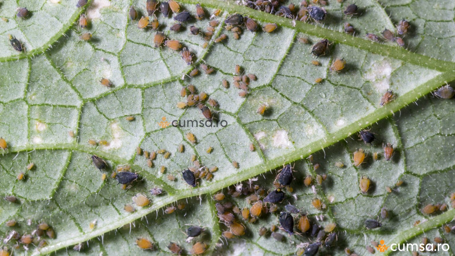 Combatere paduchele verde al castravetilor. Cum sa scapi de acest ...