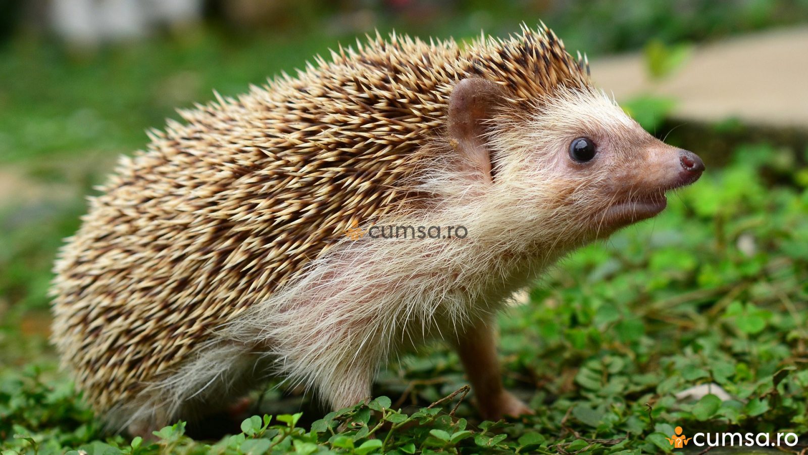 Arici in gradina. Cum sa ii atragi si de ce sunt folositori - cumsa.ro