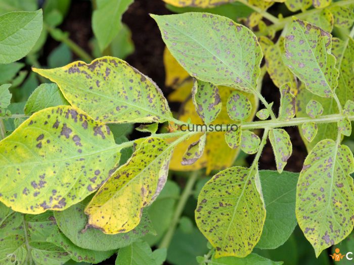 Fungicide sistemice pentru tomate. Cum sa combati mana rosiilor - cumsa.ro