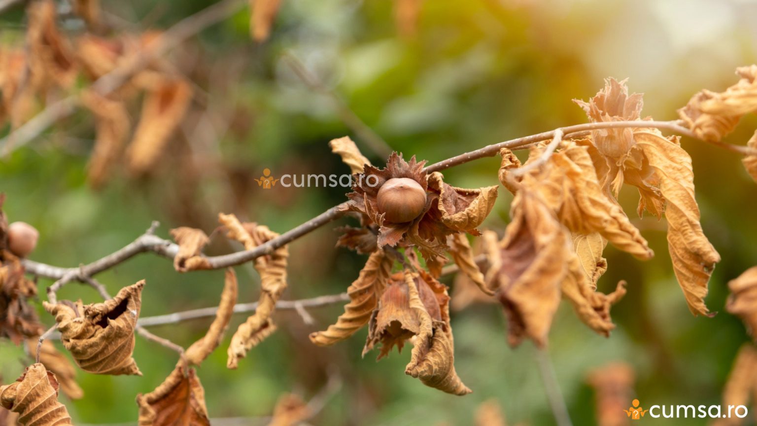 Cum sa combati monilioza alunului si ce tratamente trebuie aplicate ...