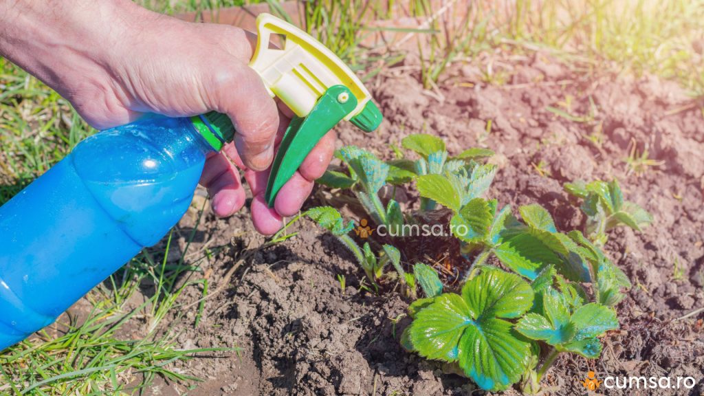 Tratamente la capsuni primavara. Cum sa le faci si ce produse sa ...