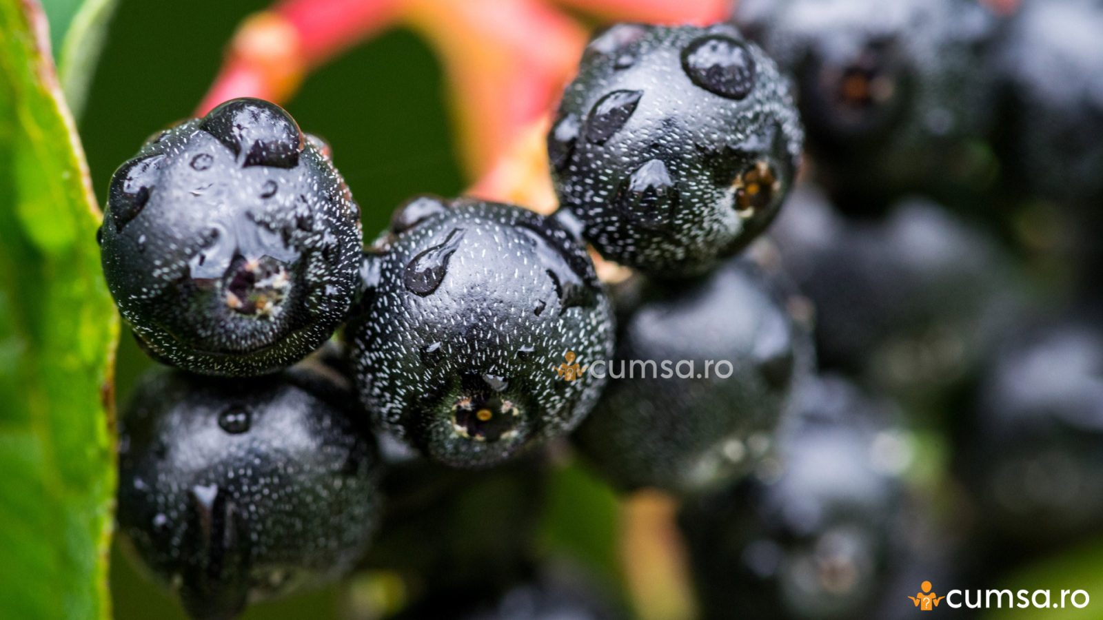 Cum sa folosesti fructele de aronia. Proprietati, beneficii ...