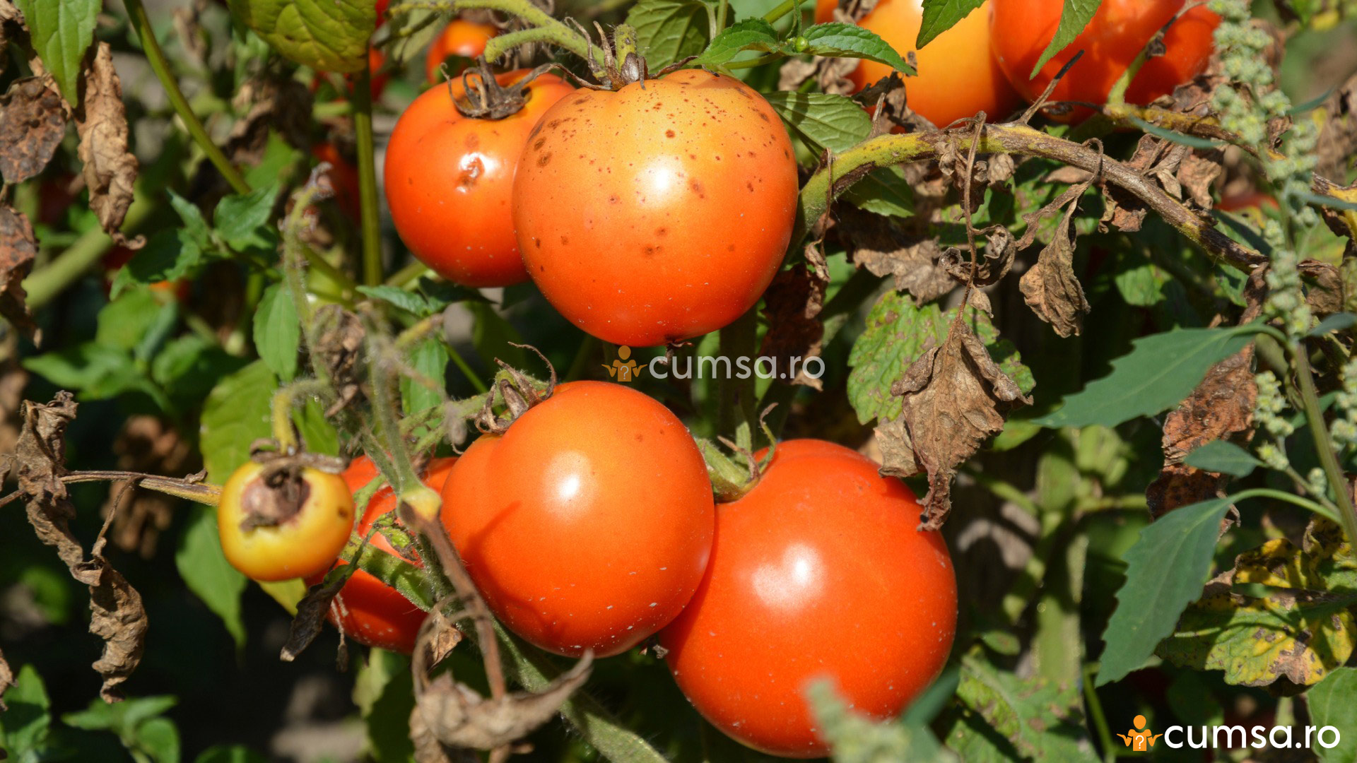 Fungicide sistemice pentru tomate. Cum sa combati mana rosiilor - cumsa.ro