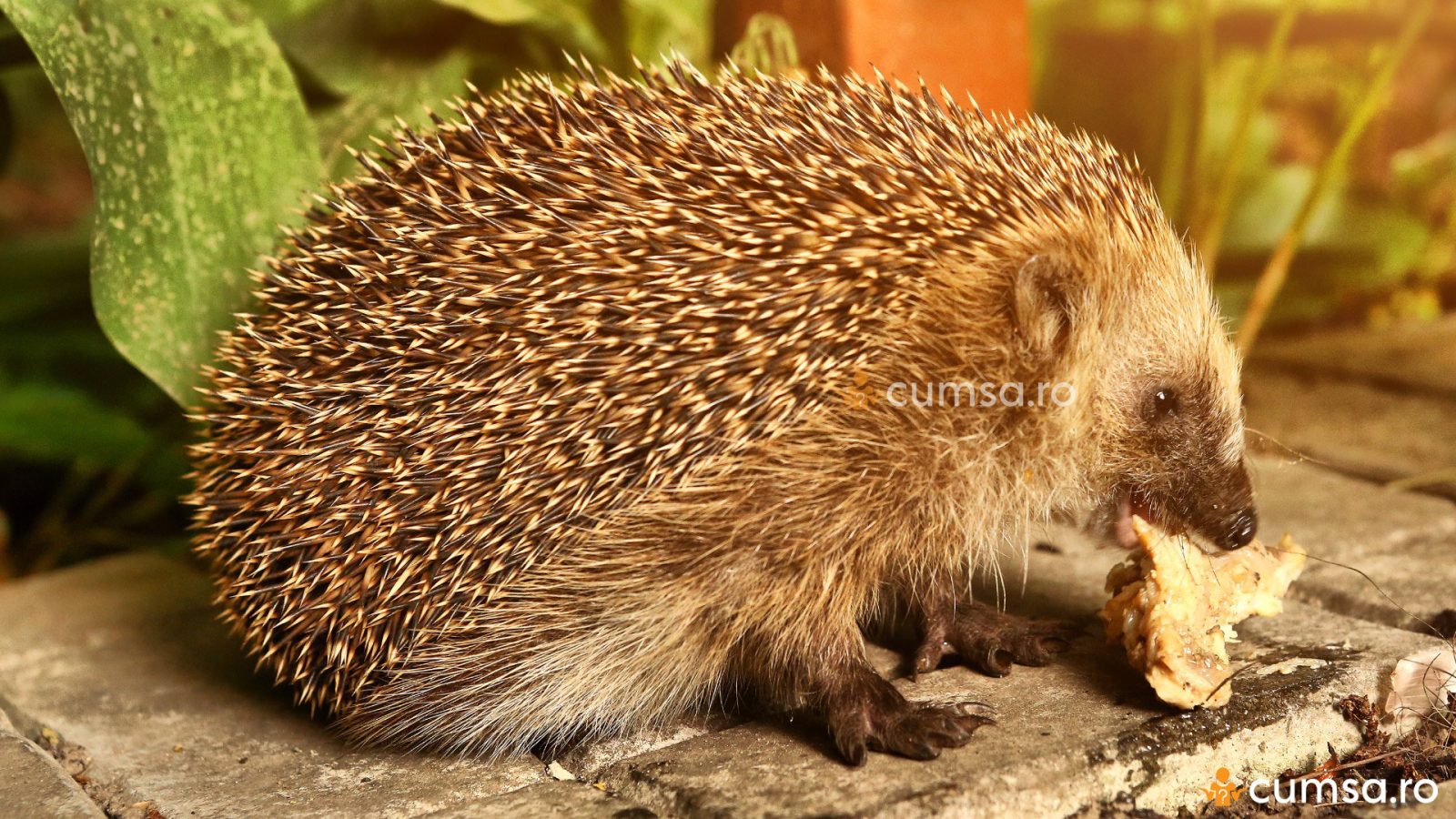 Arici in gradina. Cum sa ii atragi si de ce sunt folositori - cumsa.ro