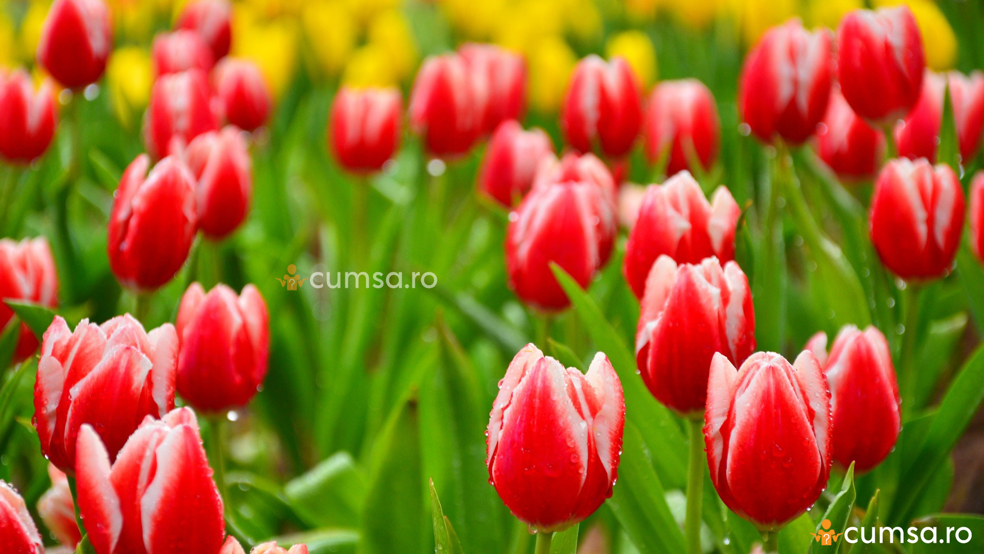 Cum sa pastrezi lalelele taiate, pentru mult timp. Cele mai bune metode ...