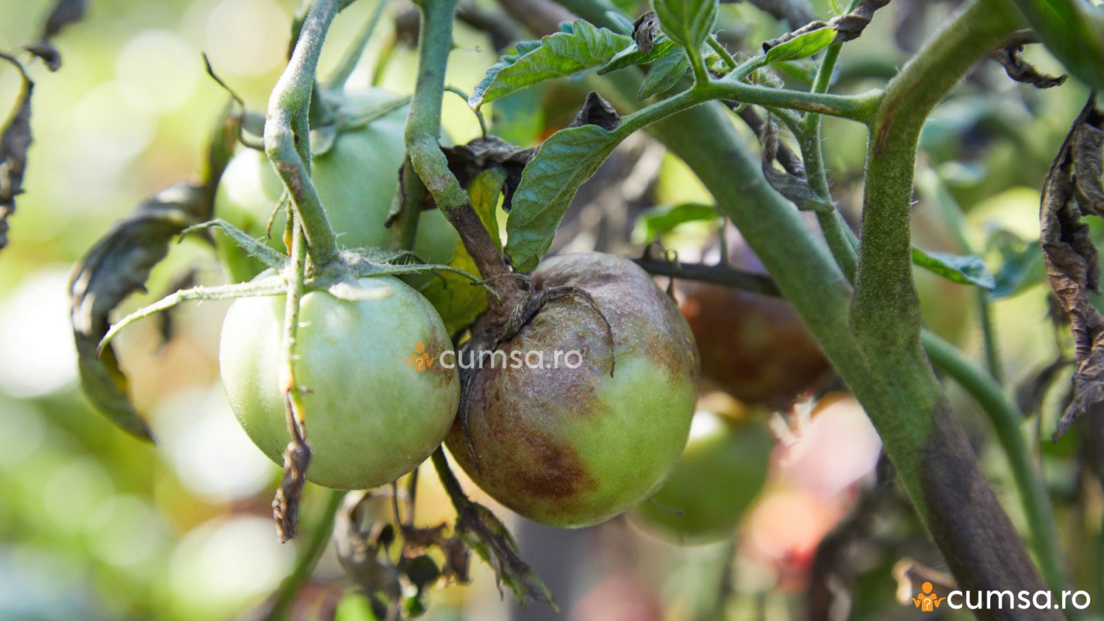 Fungicide sistemice pentru tomate. Cum sa combati mana rosiilor - cumsa.ro